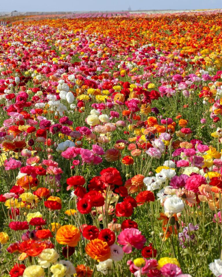 “Hope Rising - Flower Communion” - First Unitarian Church of Oklahoma City